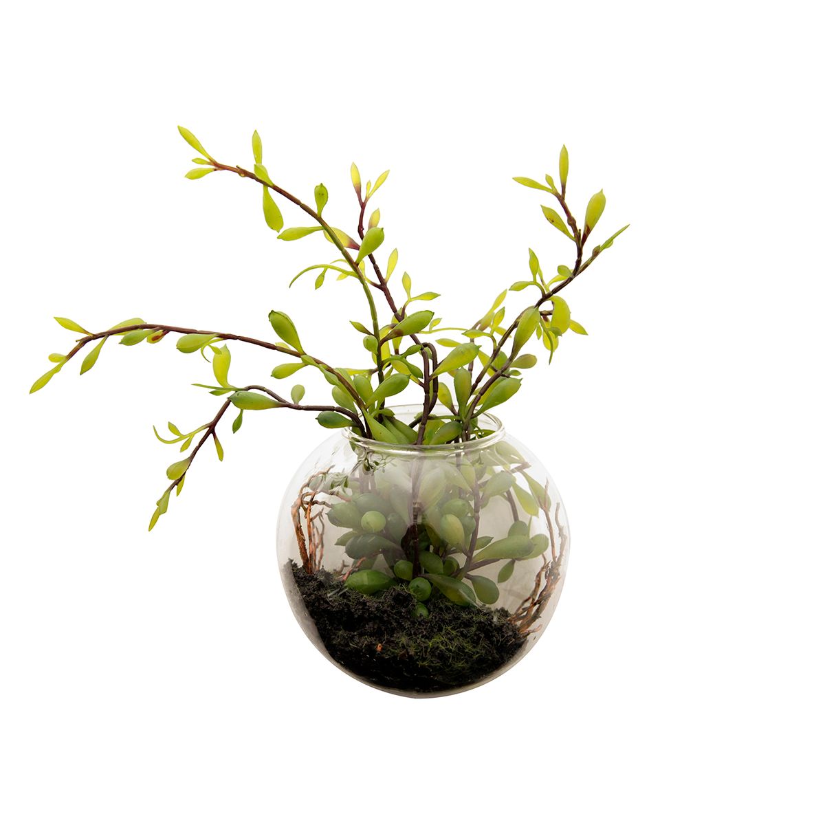 Sedum en terrarium à suspendre - vert / 10 cm Couleur vert Sia | La Redoute